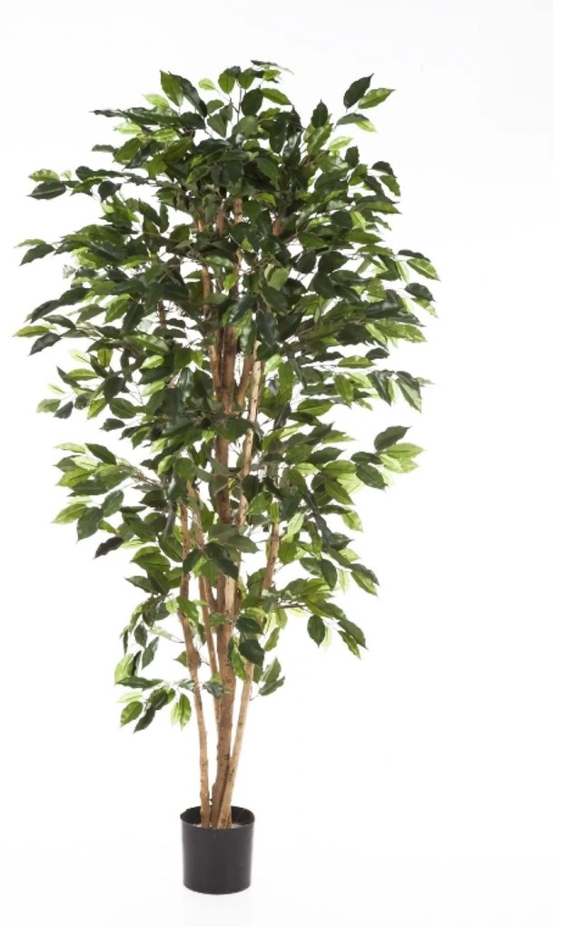 Ficus Nitida umělý V 210 cm