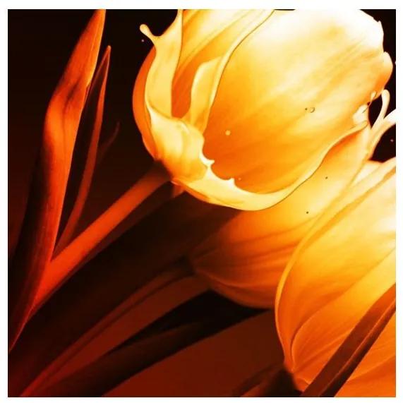 Moderní obraz oranžových tulipánů  (40x40 cm), 40 dalších rozměrů