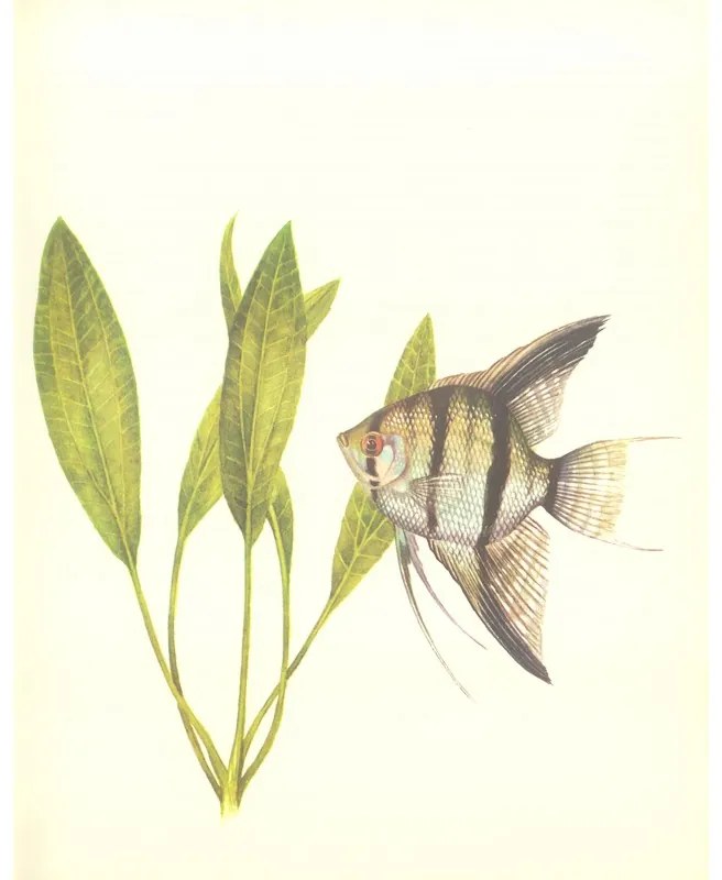 Echinodorus bleherae