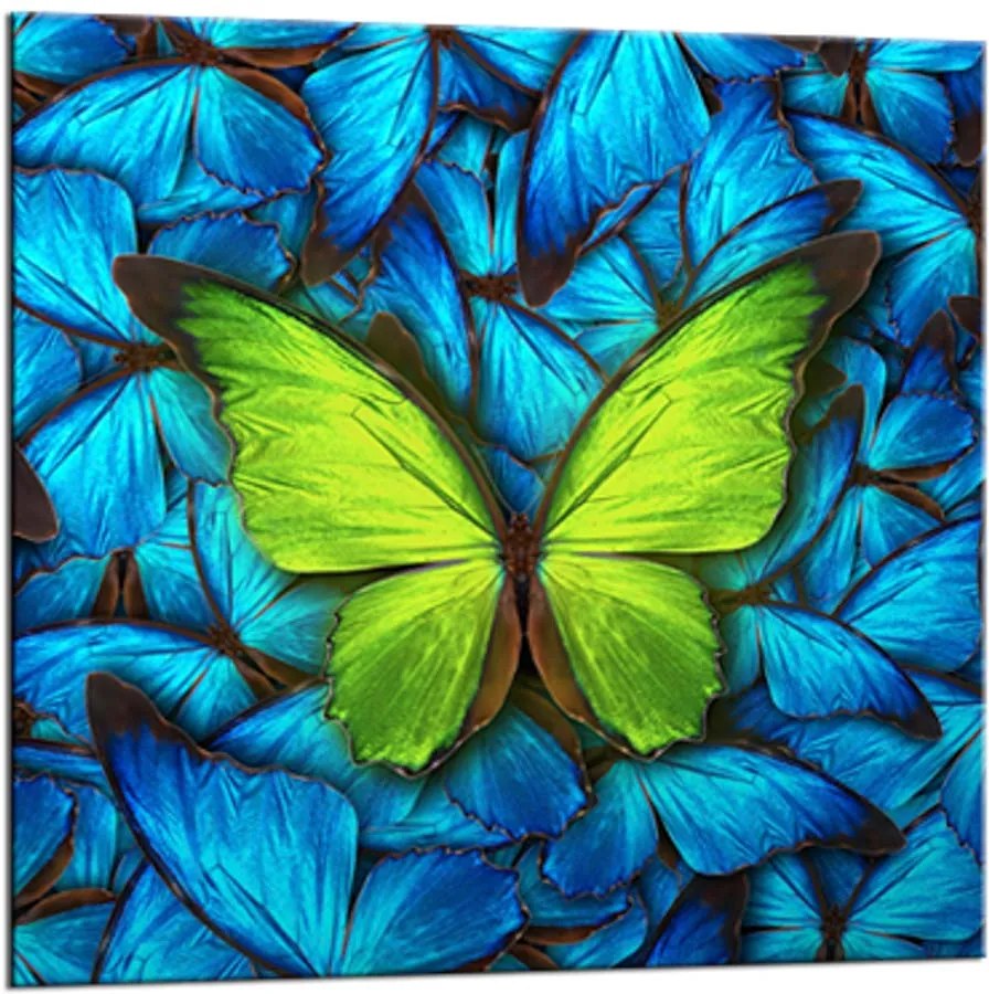 Obraz na skle Styler  -  Blue Butterfly | Rozměry: 20x20 cm