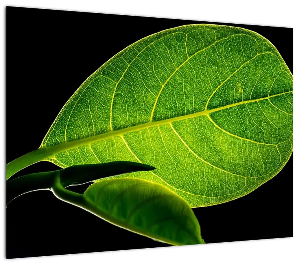Skleněný obraz - zelený list (70x50 cm)