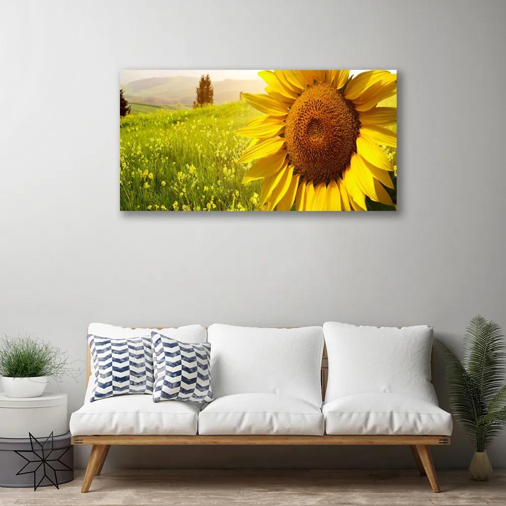 Obraz na plátně Slunečnice Květ Rostlina 100x50 cm