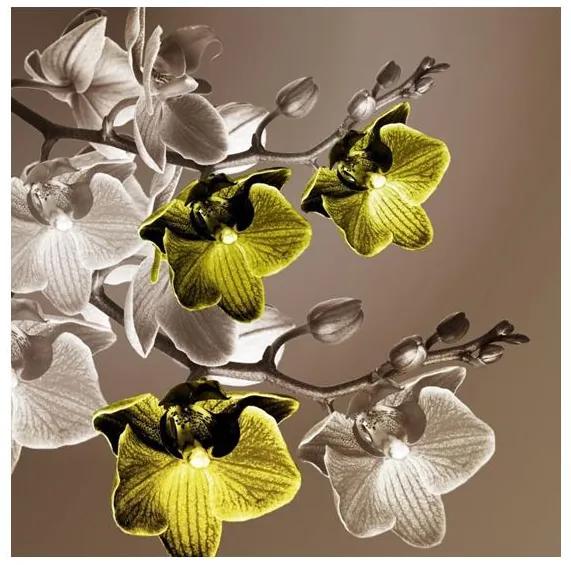 Obraz třech žlutých květin  (70x70 cm), 40 dalších rozměrů