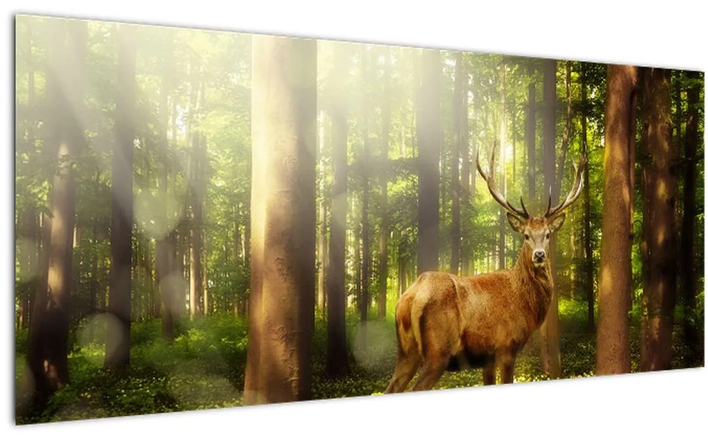 Obraz jelena v lese (100x40 cm), 40 dalších rozměrů