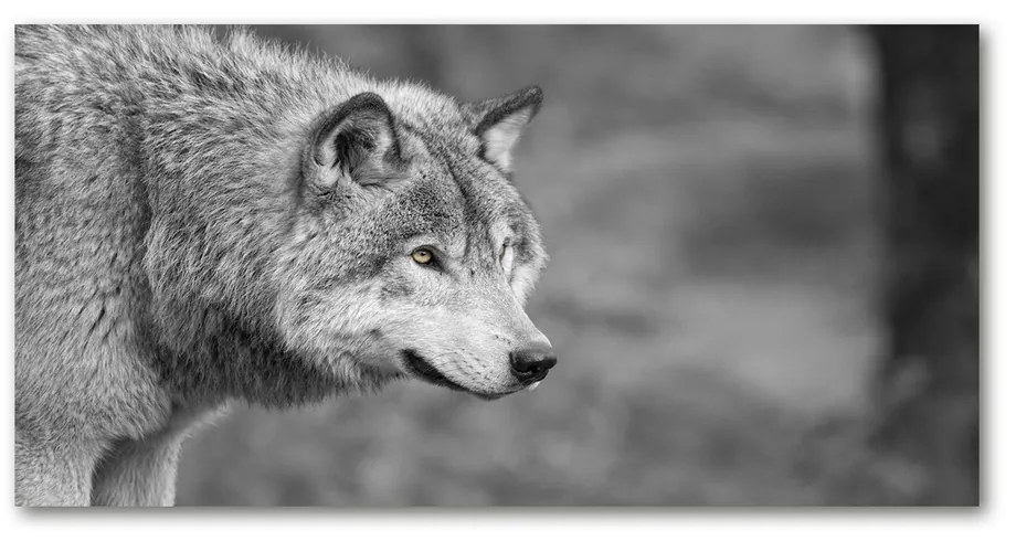 Wallmuralia Moderní obraz fotografie na akrylu Šedý vlk 120x60 cm