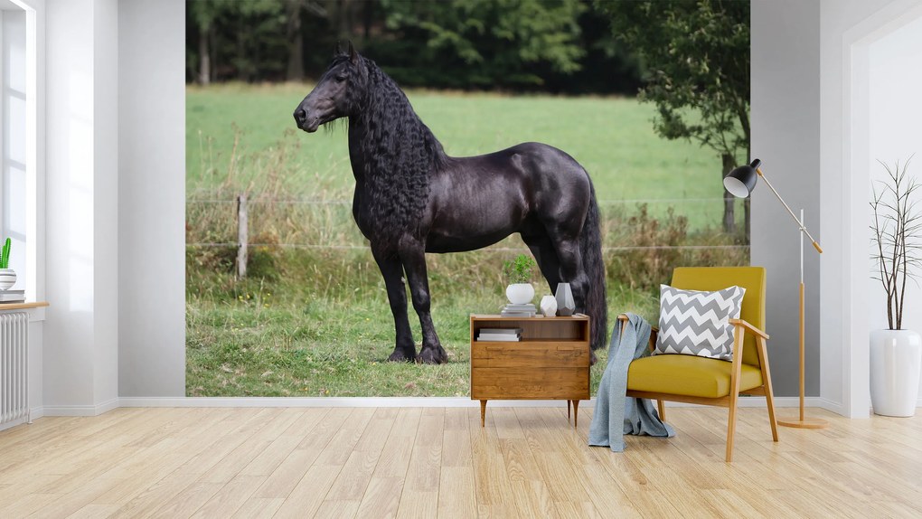 Malvis ® Tapeta Fríský kůň Vel. (šířka x výška): 504 x 310 cm