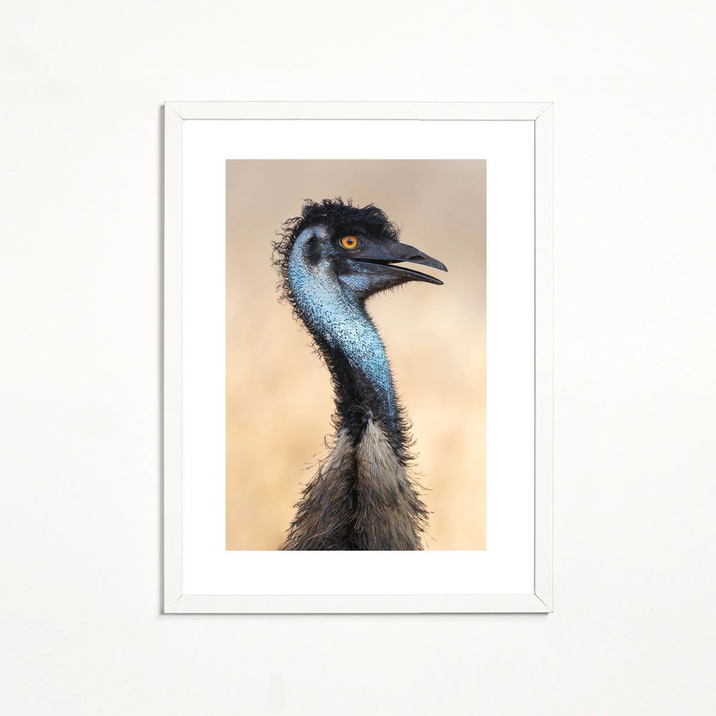 Jakub Hodáň | Emu hnědý Rám: Bílý, Velikost: 40 x 30 cm