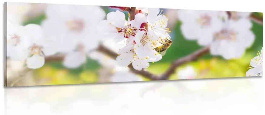 Obraz květy stromu v jarním období - 135x45 cm