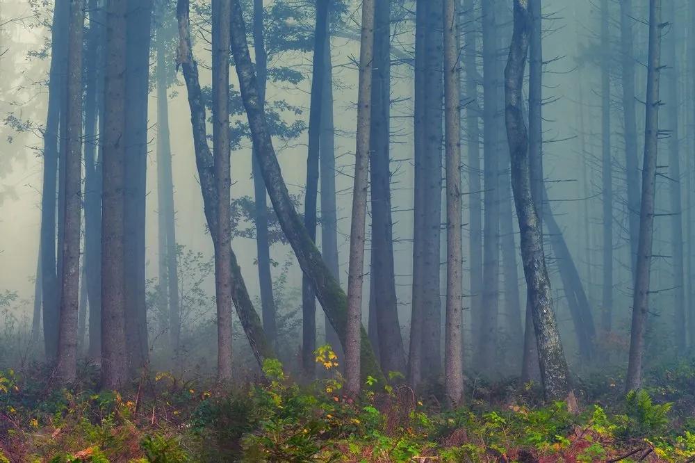 Fototapeta tajemný les - 450x300 cm