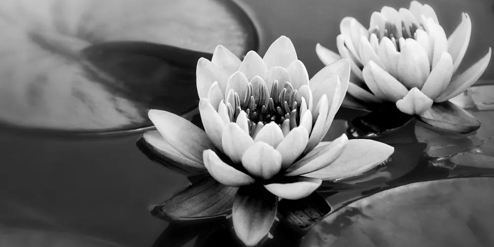 Obraz lotosový květ v jezeře v černobílém provedení - 120x60 cm