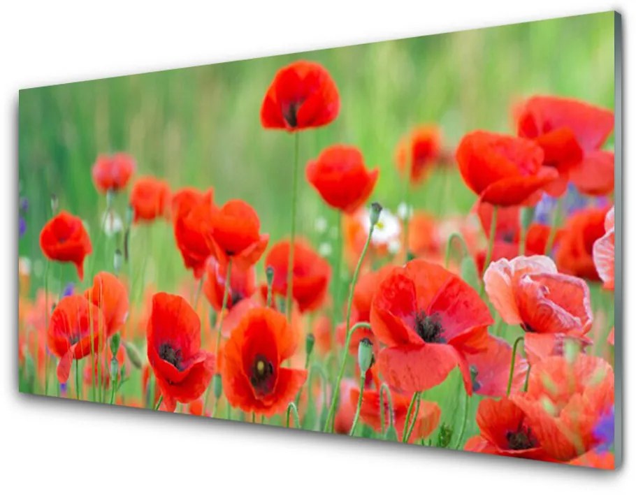 akrylový obraz Máky Rostlina Příroda 125x50 cm