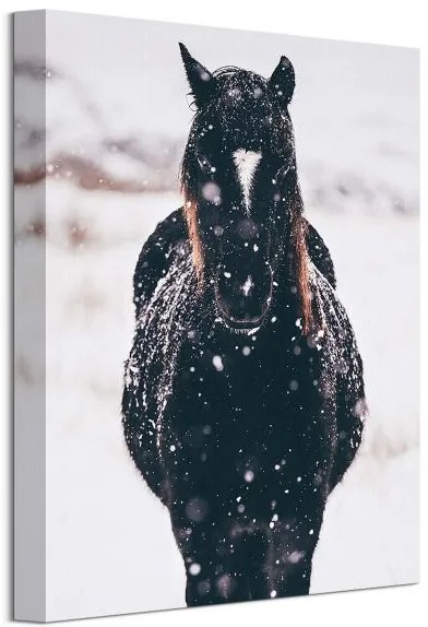 Obraz na plátně Llyn Brenig Kůň, Velká Británie Tucker Thomas 30x40cm CAA3799