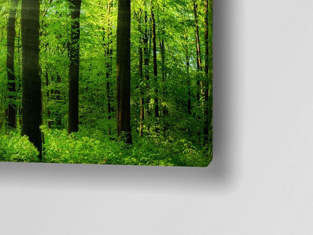 Liox Obraz prosluněný zelený les Rozměr: 250 x 110 cm
