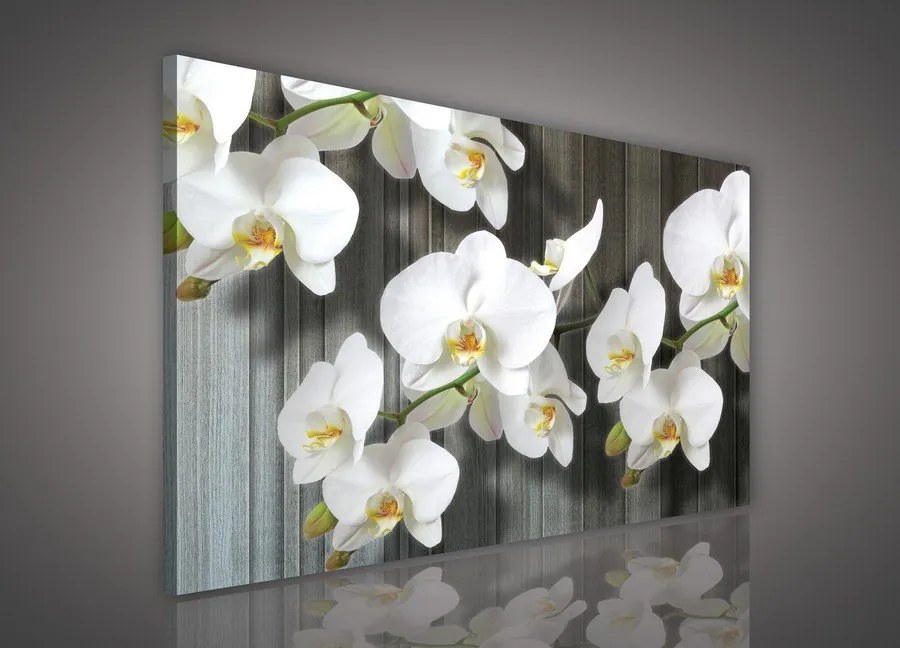 Postershop Obraz na plátně: Bílé orchideje (3) - 75x100 cm