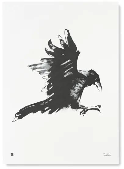 Teemu Järvi Plakát s motivem havrana Raven 50x70