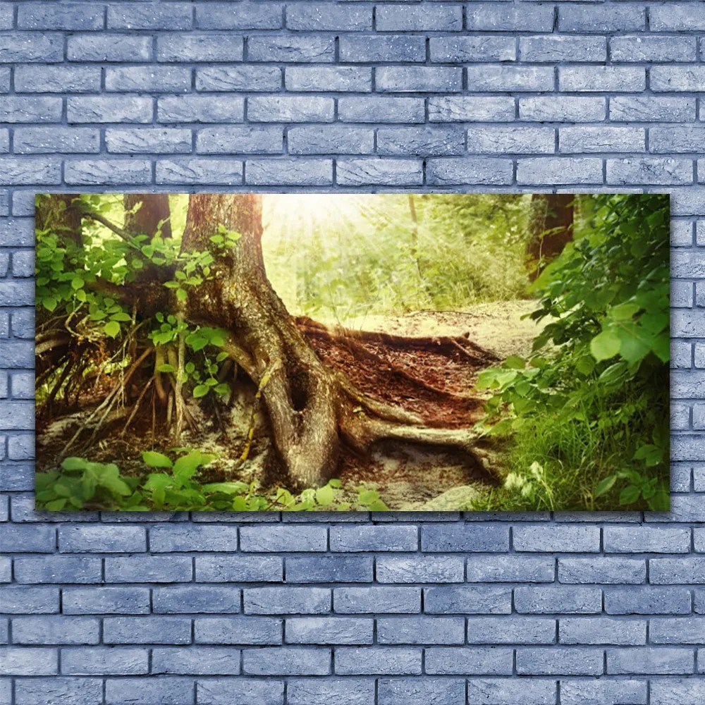 Plexisklo-obraz Strom Kmen Příroda Les 120x60 cm