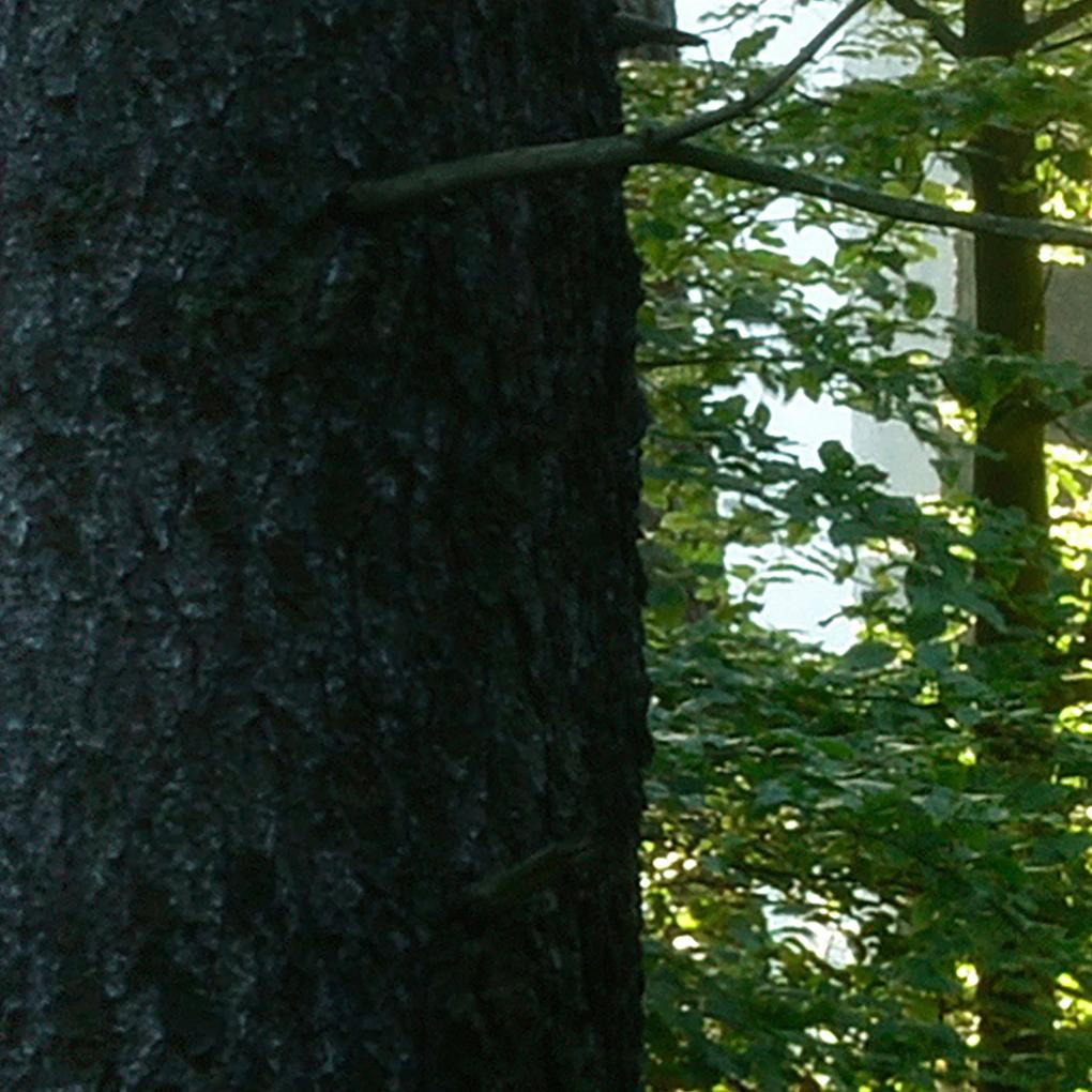 Malvis Tapeta Lesní pohoda Vel. (šířka x výška): 216 x 140 cm
