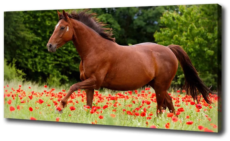 Wallmuralia Fotoobraz fotografie na plátně Kůň na poli máků 100x50 cm