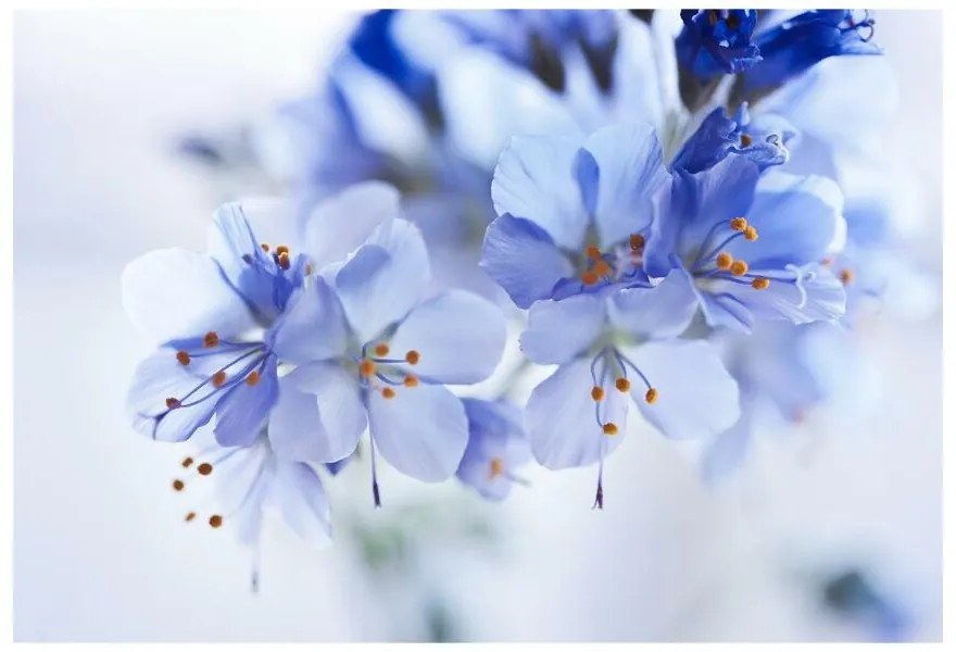 Fototapeta Modré květy 104x70