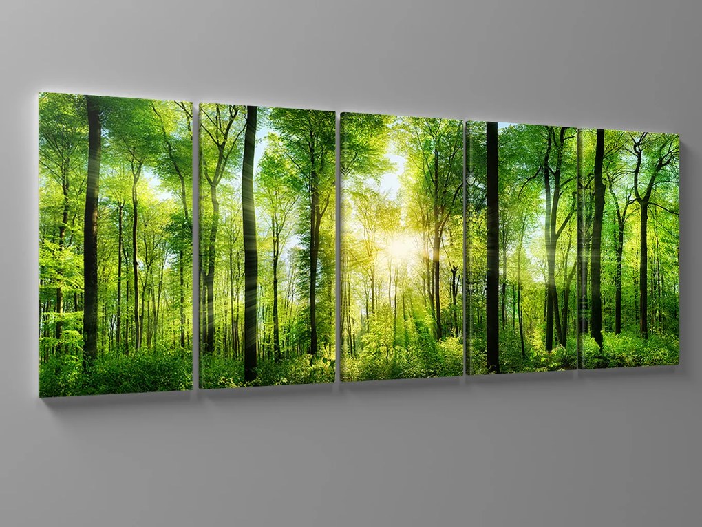 Liox Obraz prosluněný zelený les Rozměr: 250 x 100 cm