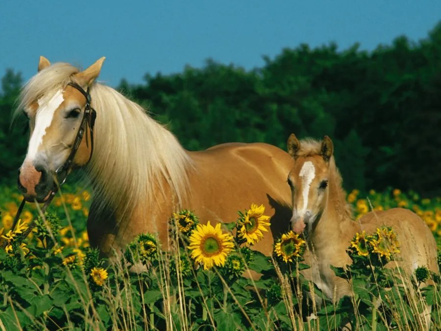 Ravensburger puzzle koňské štěstí xxl 200 dílků