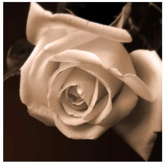 Obraz krásné růže (30x30 cm), 40 dalších rozměrů