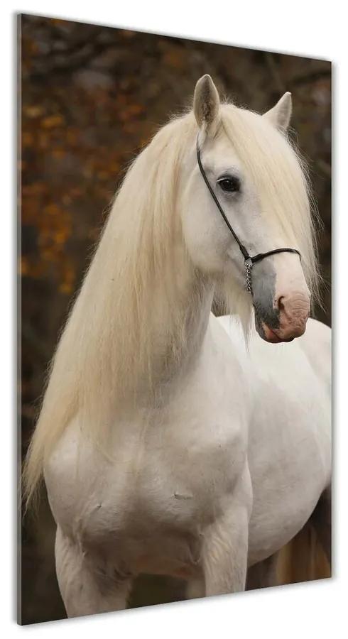 Wallmuralia Foto obraz sklo tvrzené Bílý kůň 60x120 cm