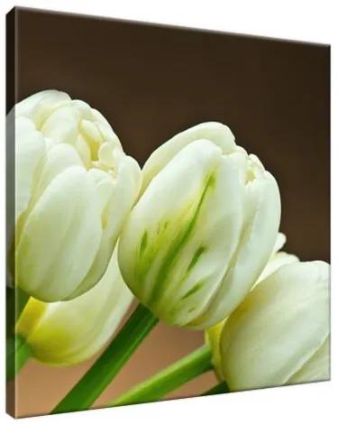 Tištěný obraz Okouzlující bílé tulipány 30x30cm 1257A_1AI