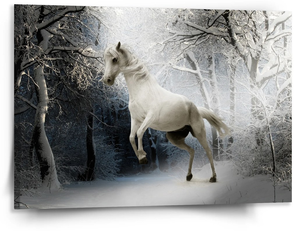 Obraz - Bílý kůň 150x110 cm