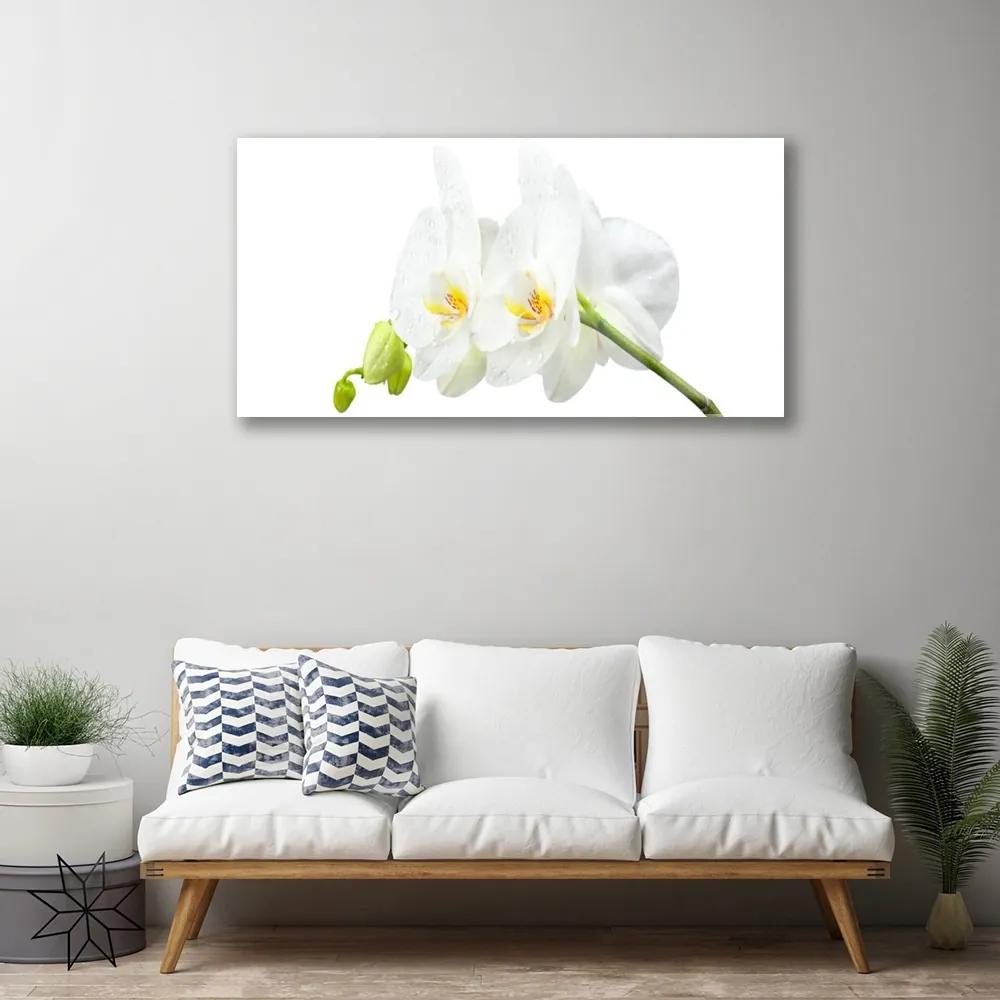 Obraz na skle Plátky Květ Bíla Orchidej 140x70 cm