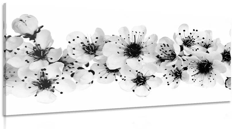 Obraz třešňové květy v černobílém provedení Varianta: 100x50