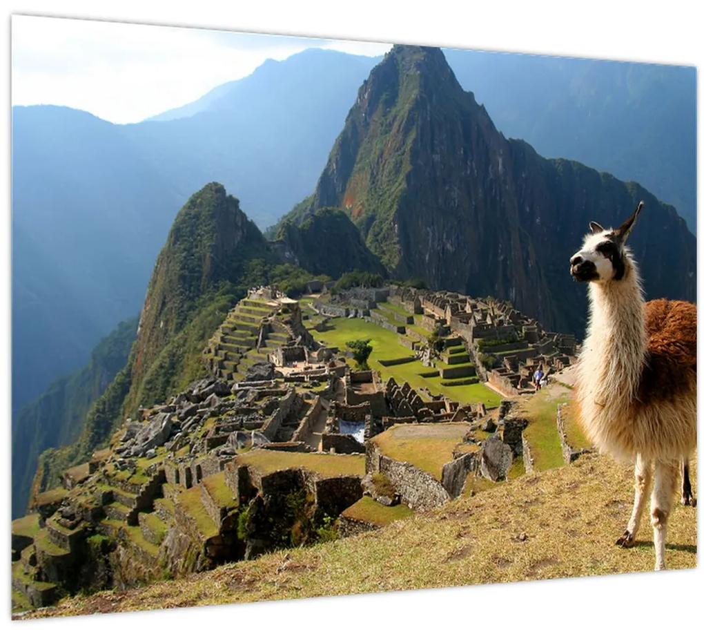 Obraz - Lama a Machu Picchu (70x50 cm)