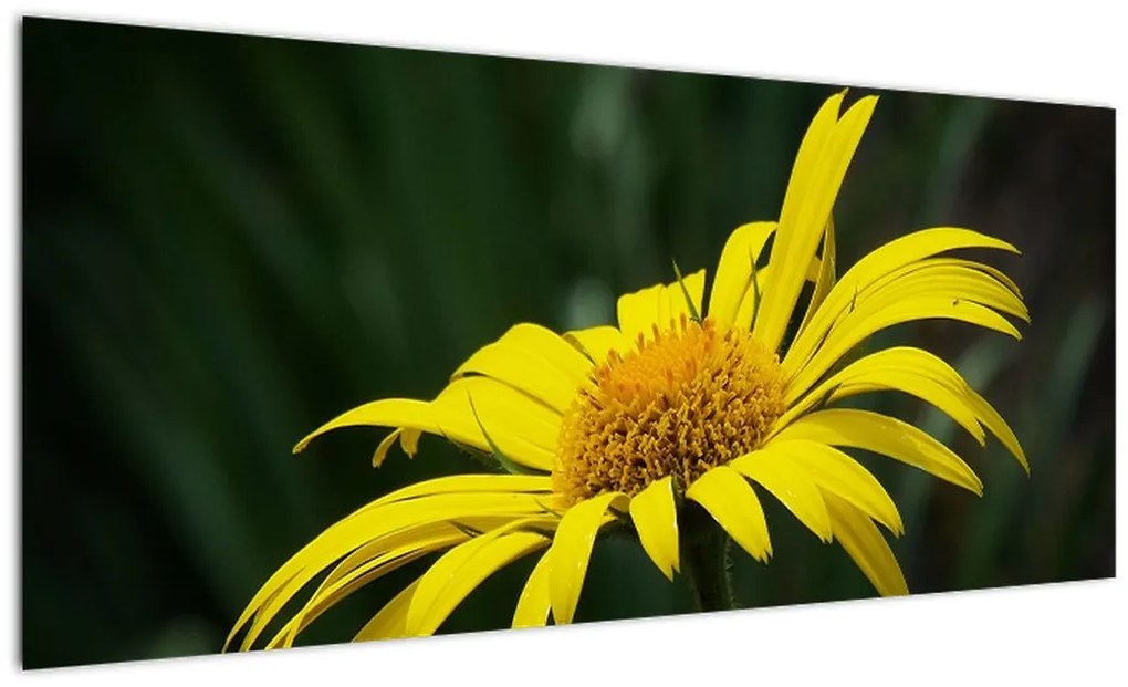 Obraz žlutého květu (100x40cm)