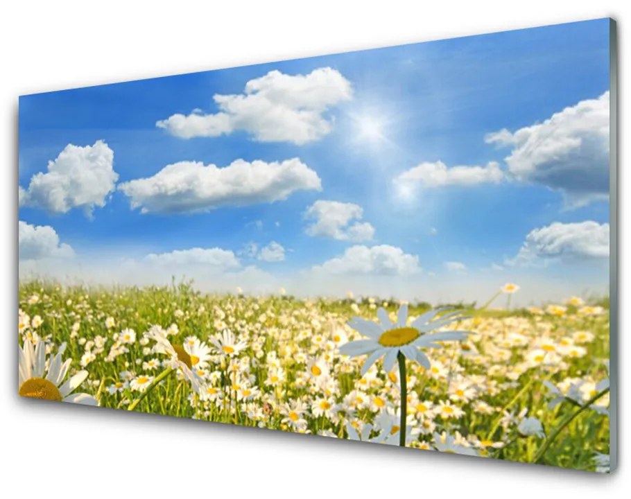 akrylový obraz Louka Sedmikrásky Příroda 120x60 cm