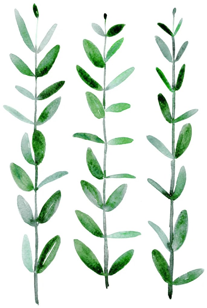 Ilustrace Watercolor eucalyptus parvifolia, Blursbyai, (30 x 40 cm)
