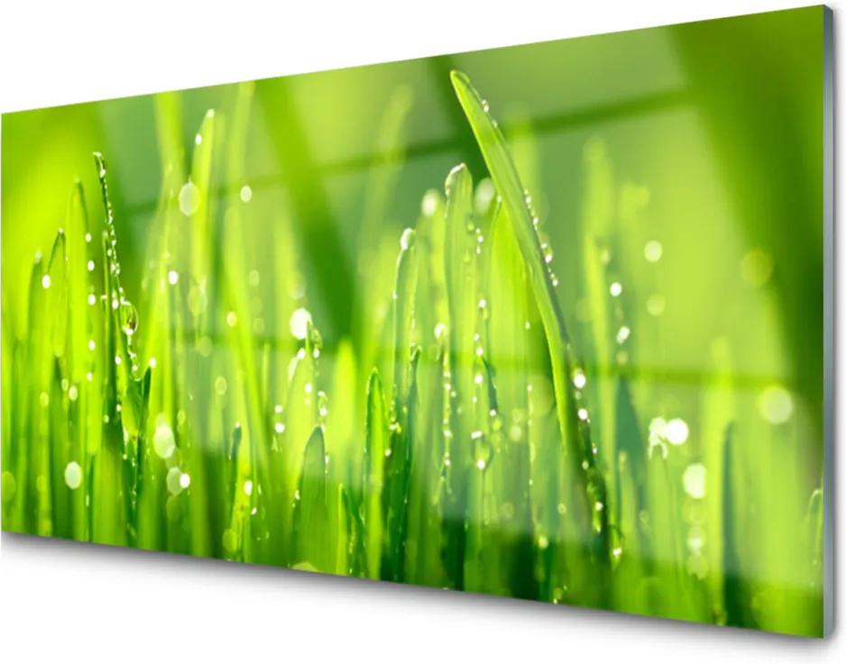 Skleněný obraz Zelená Tráva Kapky Rosy