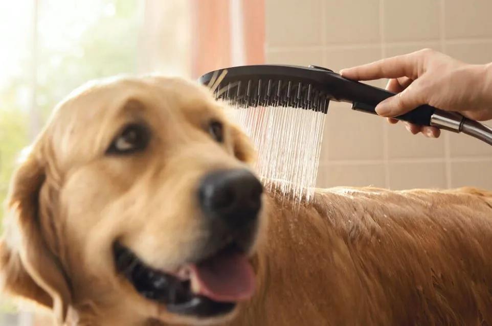 Hansgrohe DogShower - Ruční sprcha pro psa 150 x 63 mm, černá matná 26640670