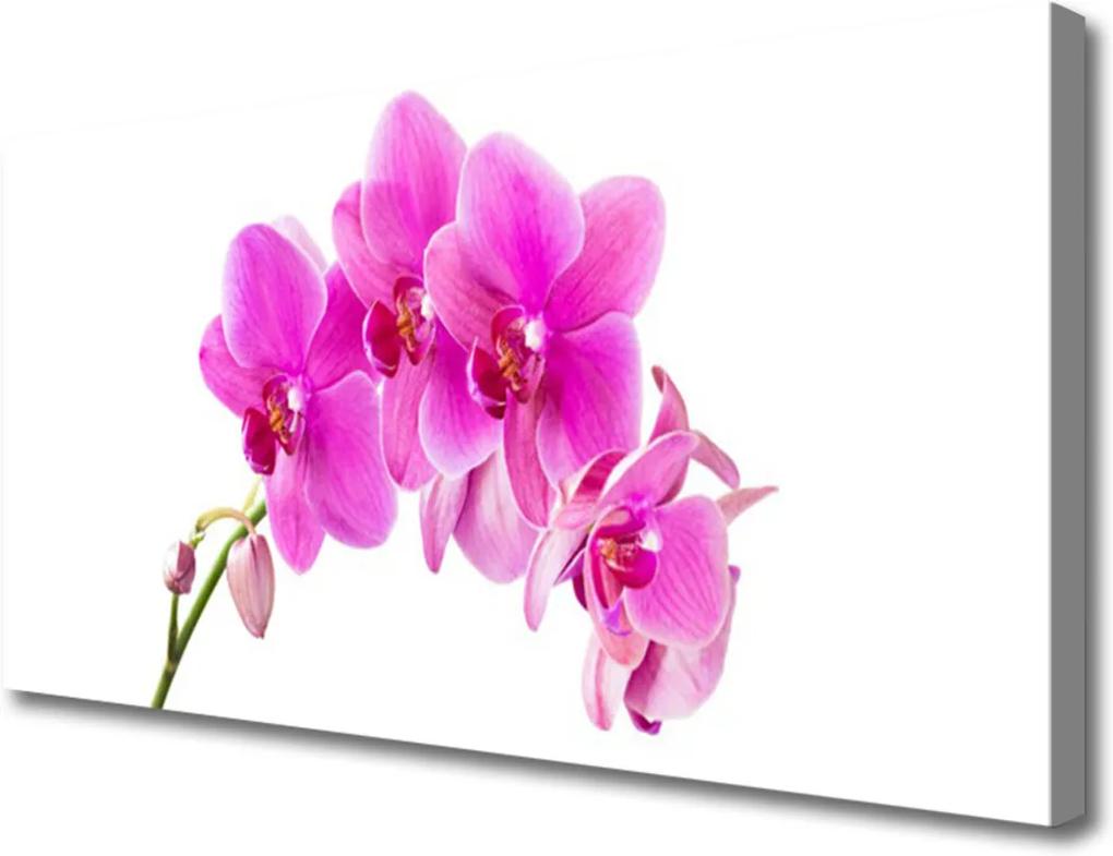 Obraz Canvas Vstavač Květ Orchidej