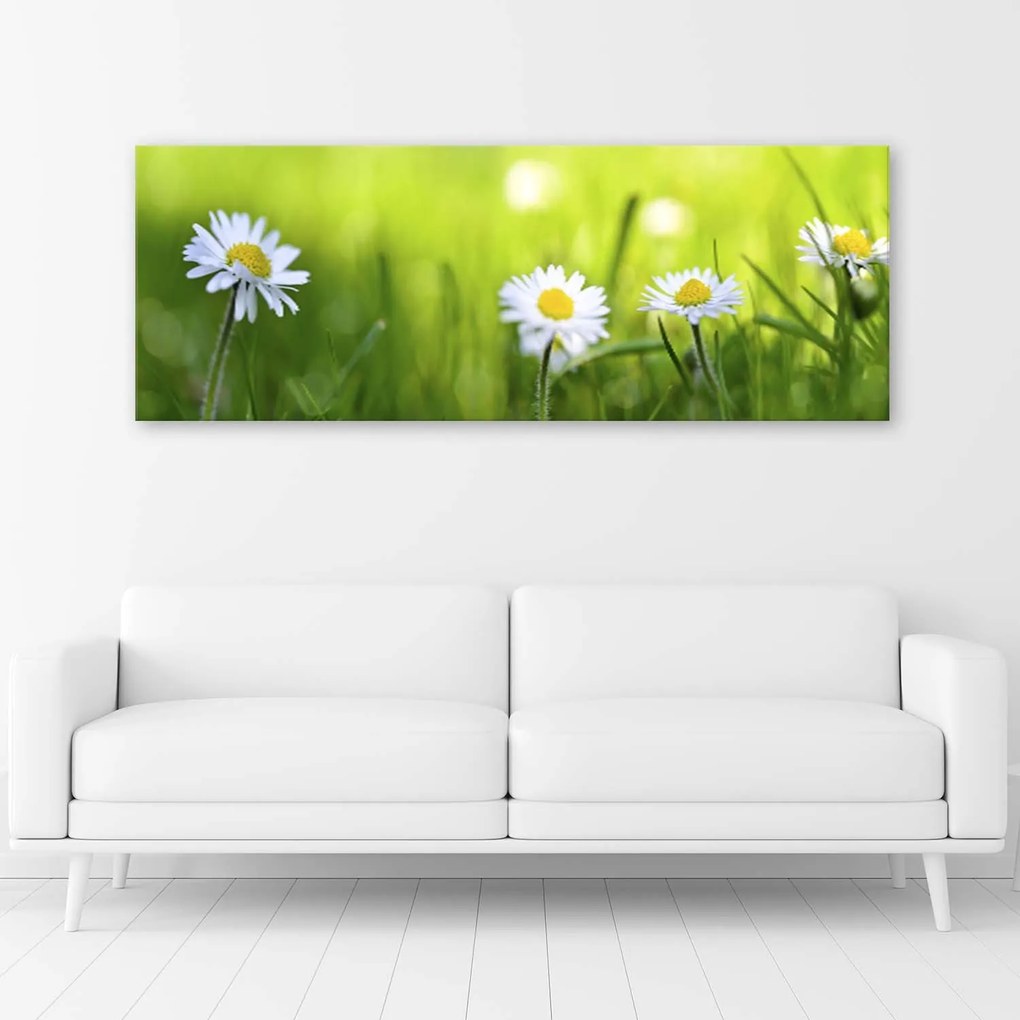 Gario Obraz na plátně Sedmikrásky v trávě Rozměry: 90 x 30 cm