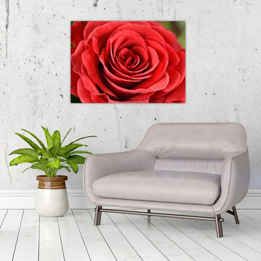 Obraz květu růže (70x50 cm)