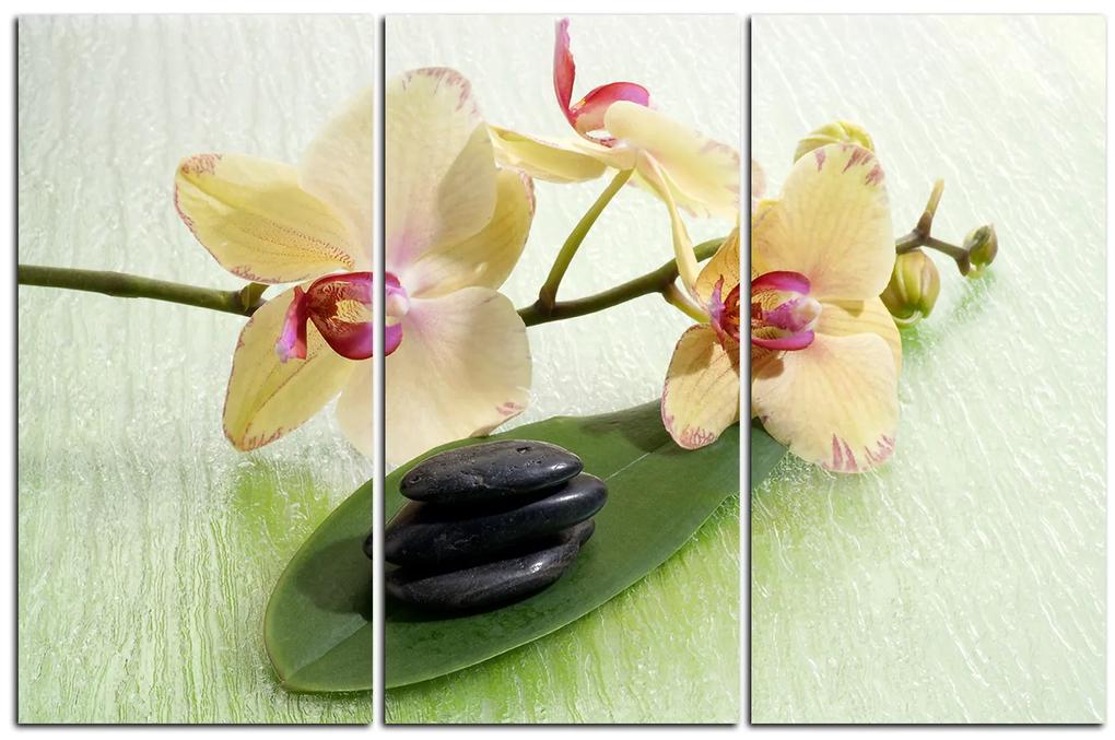 Obraz na plátně - Květy orchideje 162B (105x70 cm)