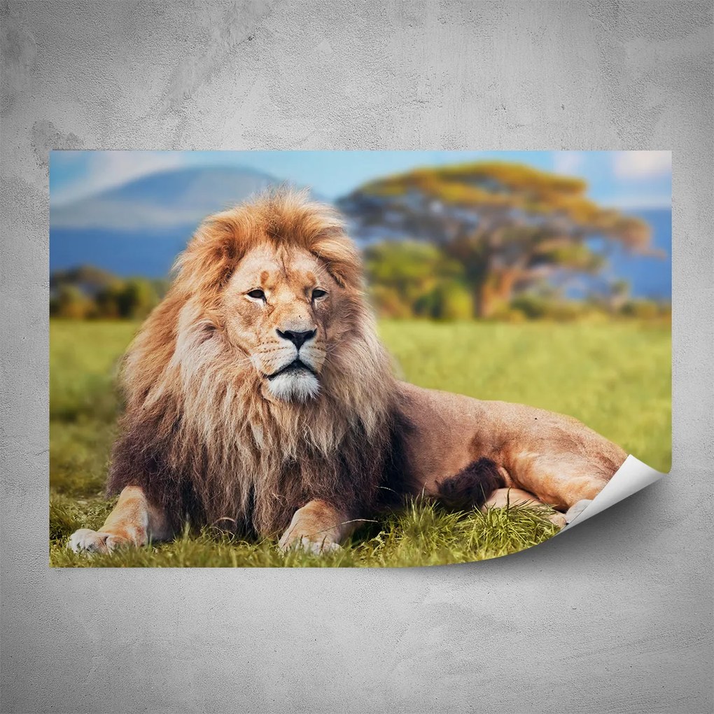 Plakát - Král zvířat (60x40 cm) - PopyDesign