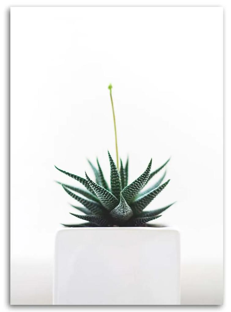 Obraz na plátně Zátiší Rostliny Příroda - 60x90 cm