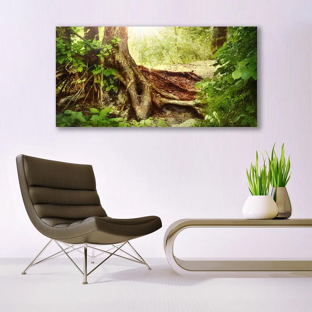 Plexisklo-obraz Strom Kmen Příroda Les 120x60 cm