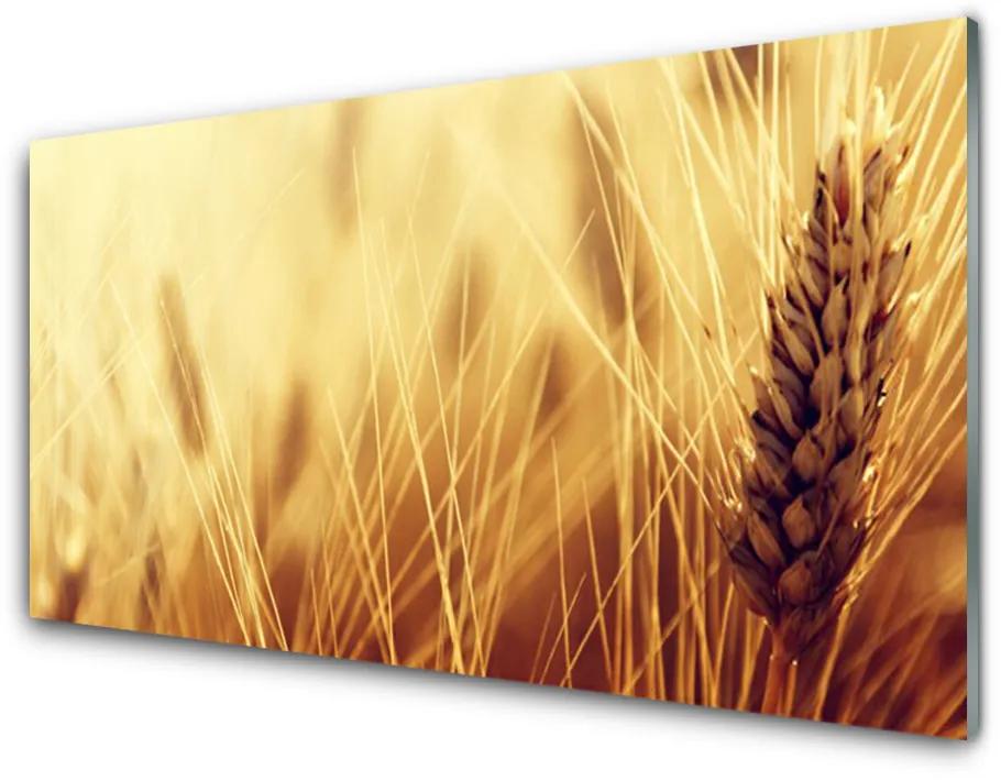 akrylový obraz Pšenice Rostlina Příroda 120x60 cm