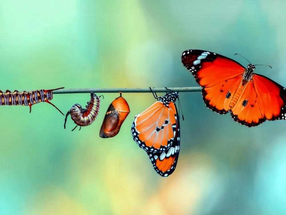 Vícedílný obraz Barevné Housenky A Motýli V Makro Měřítku Nedostatek Nedostatek Přírodní plátno 160x120