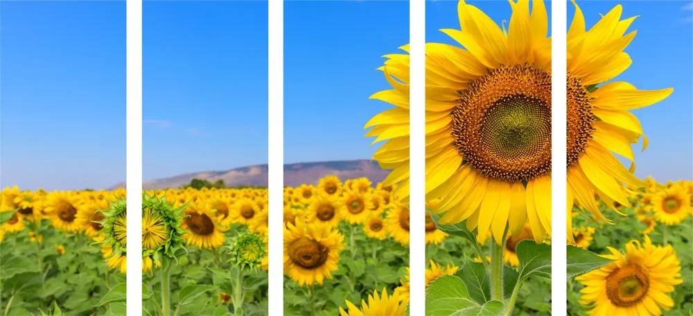 5-dílný obraz pole slunečnic Varianta: 100x50