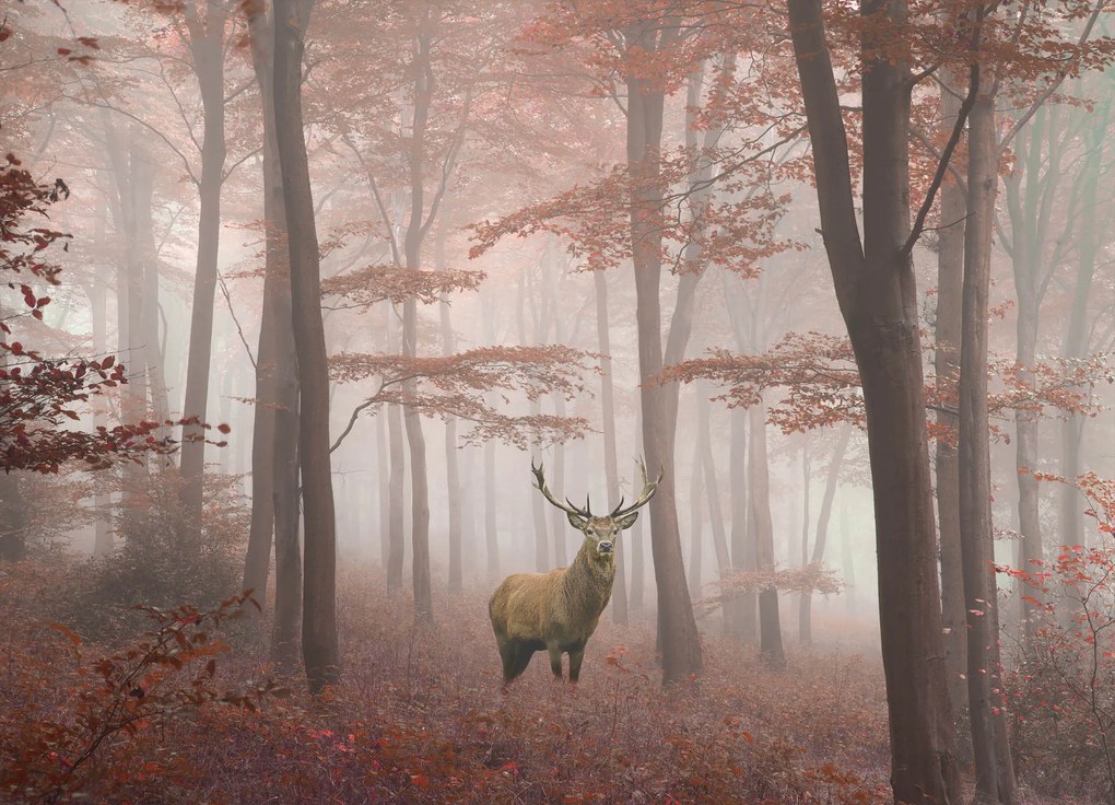 Malvis ® Tapeta Jelen v podzimním lese Vel. (šířka x výška): 360 x 260 cm
