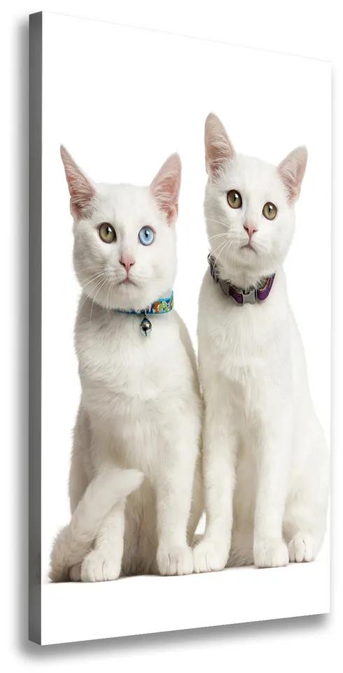 Wallmuralia Foto obraz na plátně Dvě bílé kočky 50x100 cm