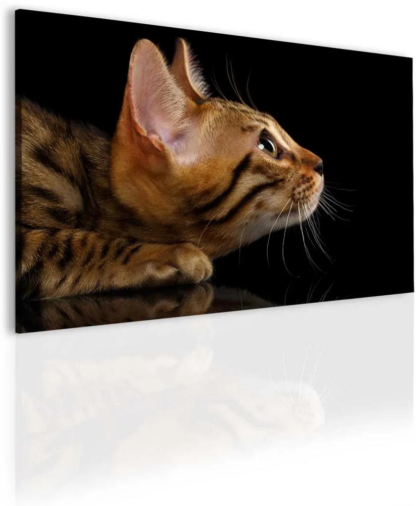 Jednodílný obraz kočka Velikost (šířka x výška): 120x80 cm